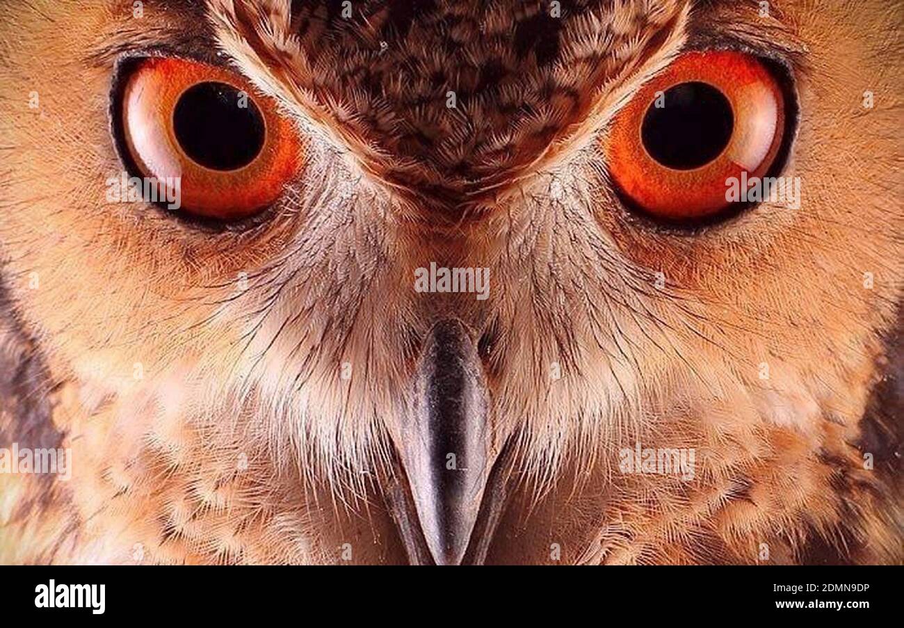 This picture shows an owl's close look Stock Photo - Alamy