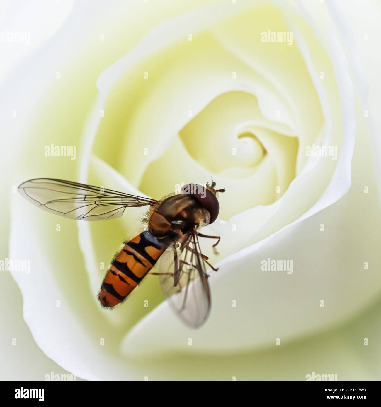 Honeysuckle rose hi-res stock photography and images - Alamy