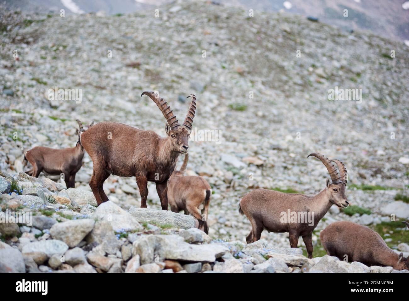 Image of group of alpine goats captured in wild nature. Herd of ibexes ...