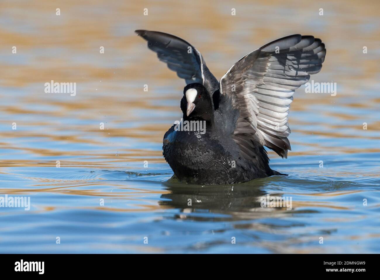 Meerkoet; Eurasian Coot Stock Photo - Alamy