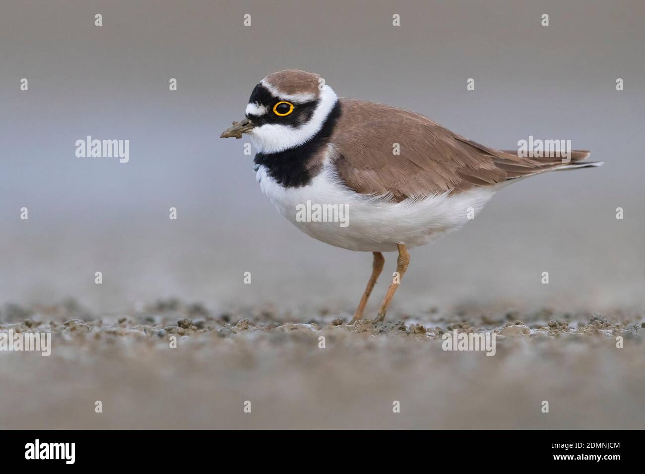 Volwassen Kleine Plevier; Adult Little Ringed Plover Stock Photo - Alamy