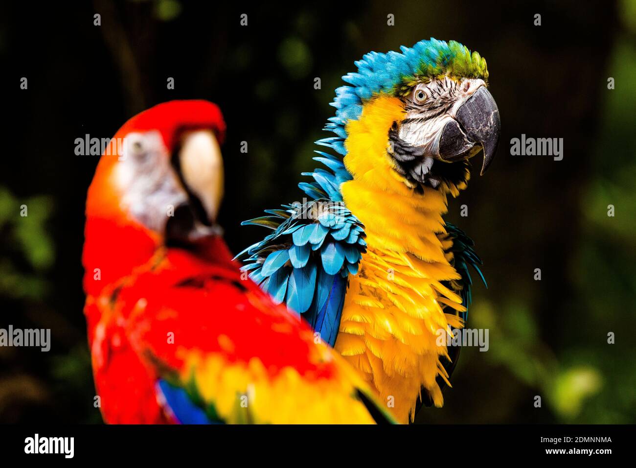Stand out animals hi-res stock photography and images - Alamy