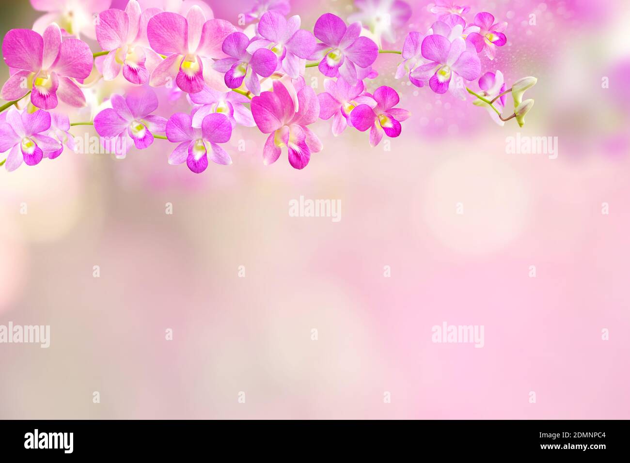 Orchid Flower Border High Resolution Stock Photography and Images - Alamy