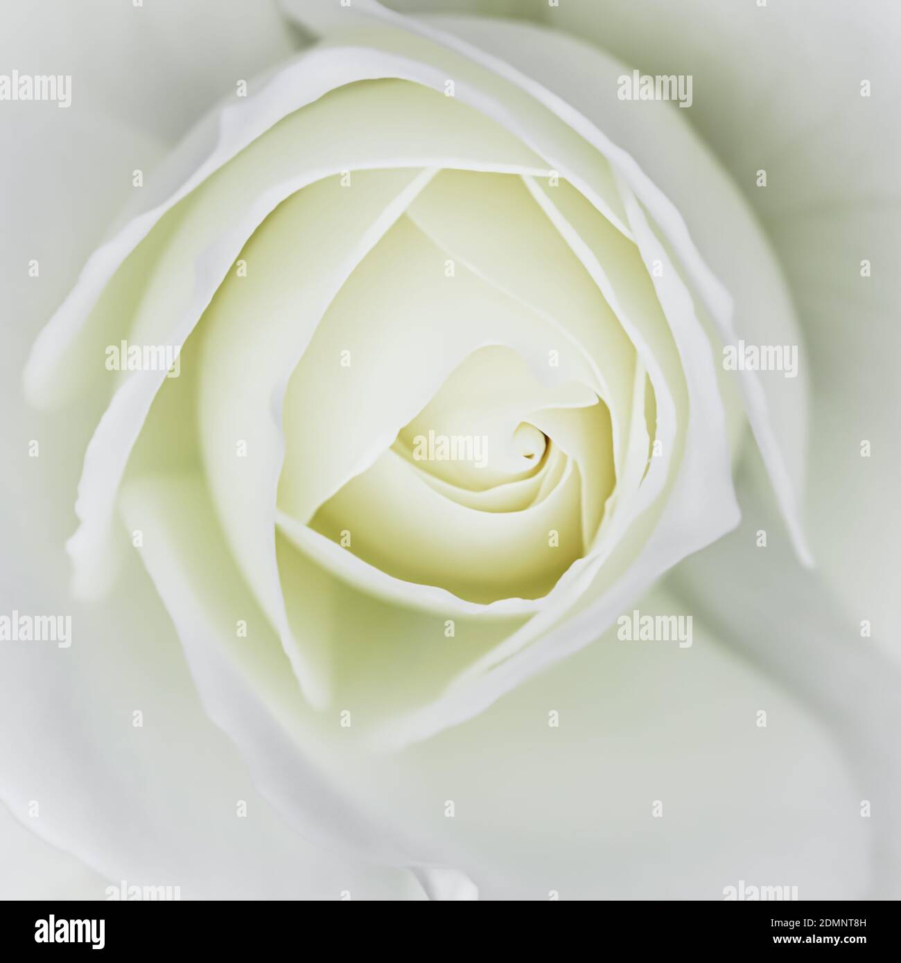 Abstract floral background, white rose flower petals. Macro flowers ...