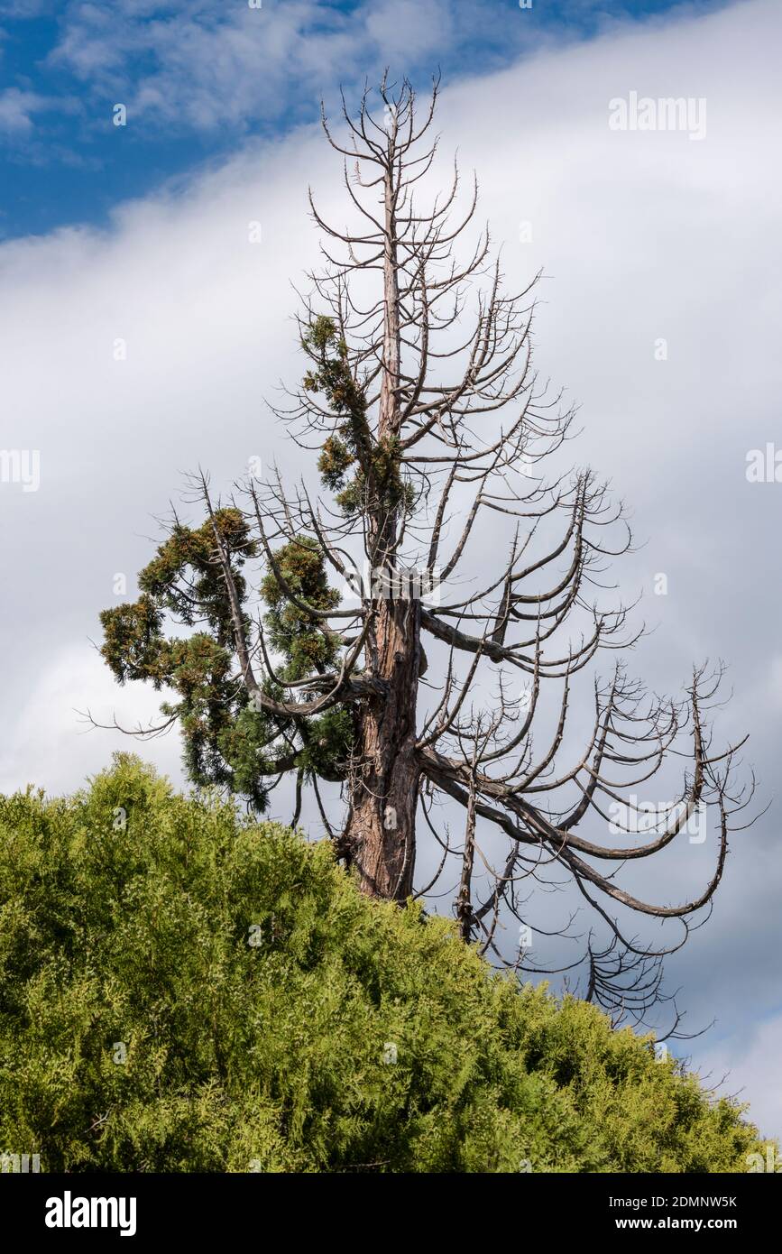 Old lonely Crimean Pine tree towering over the forest against the ...