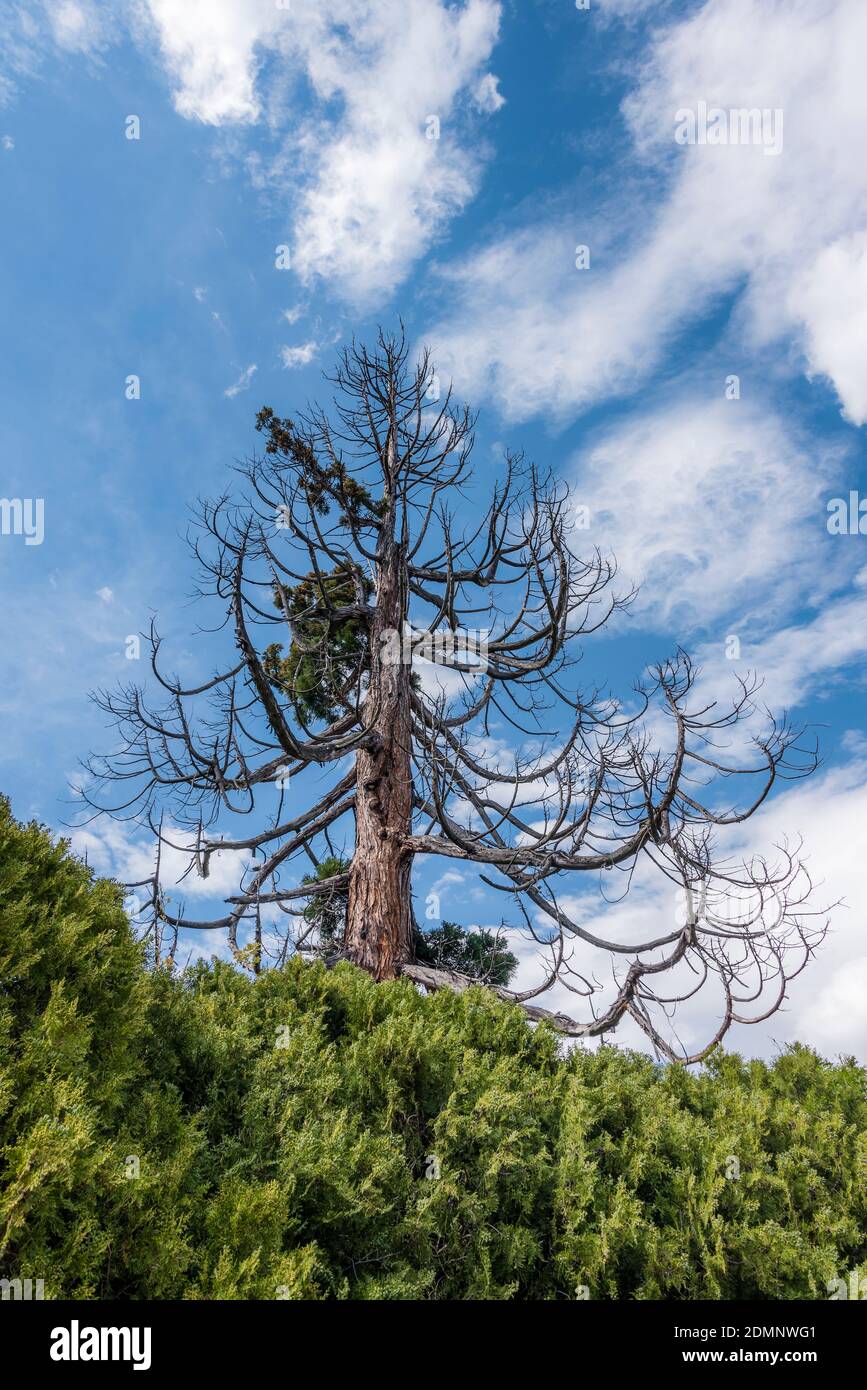 Old lonely Crimean Pine tree towering over the forest against the ...