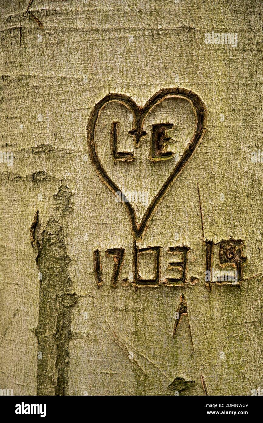 Beech tree carving hi-res stock photography and images - Alamy