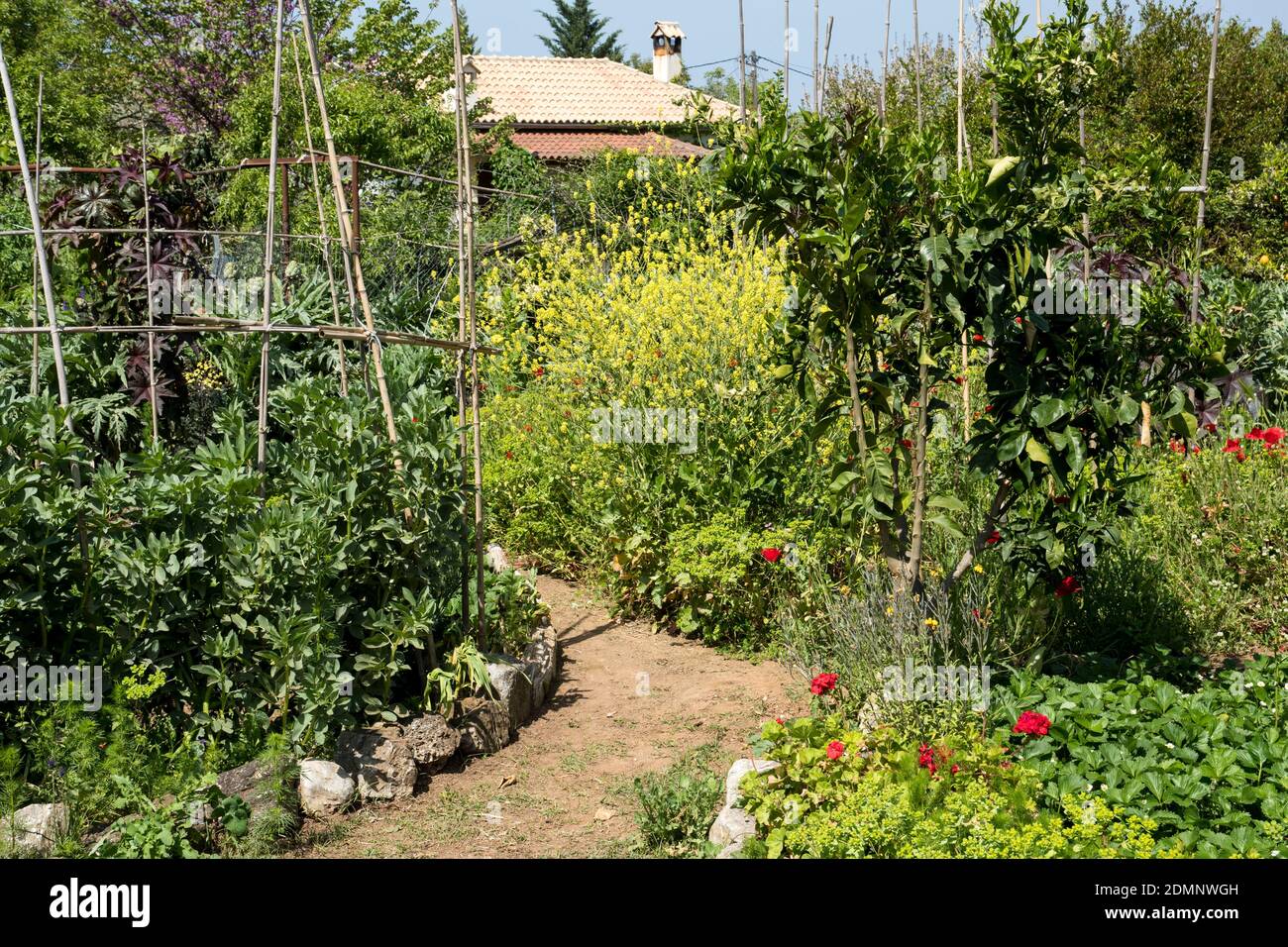 Vegetable garden with path Stock Photo - Alamy