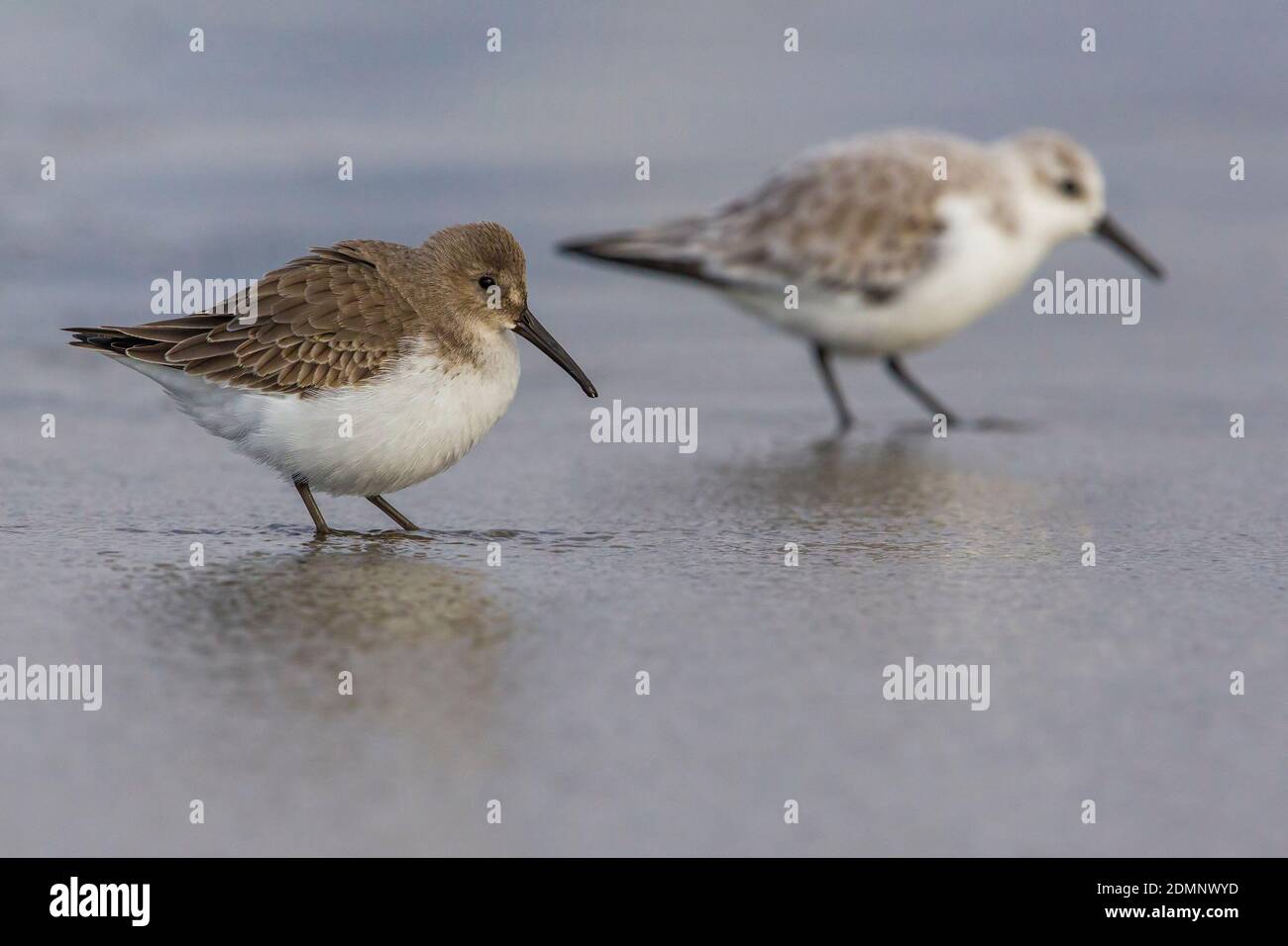 Bonte Strandloper; Dunlin Stock Photo - Alamy