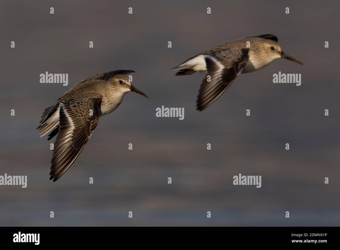 Bonte Strandloper twee vliegend; Dunlin two flying Stock Photo - Alamy