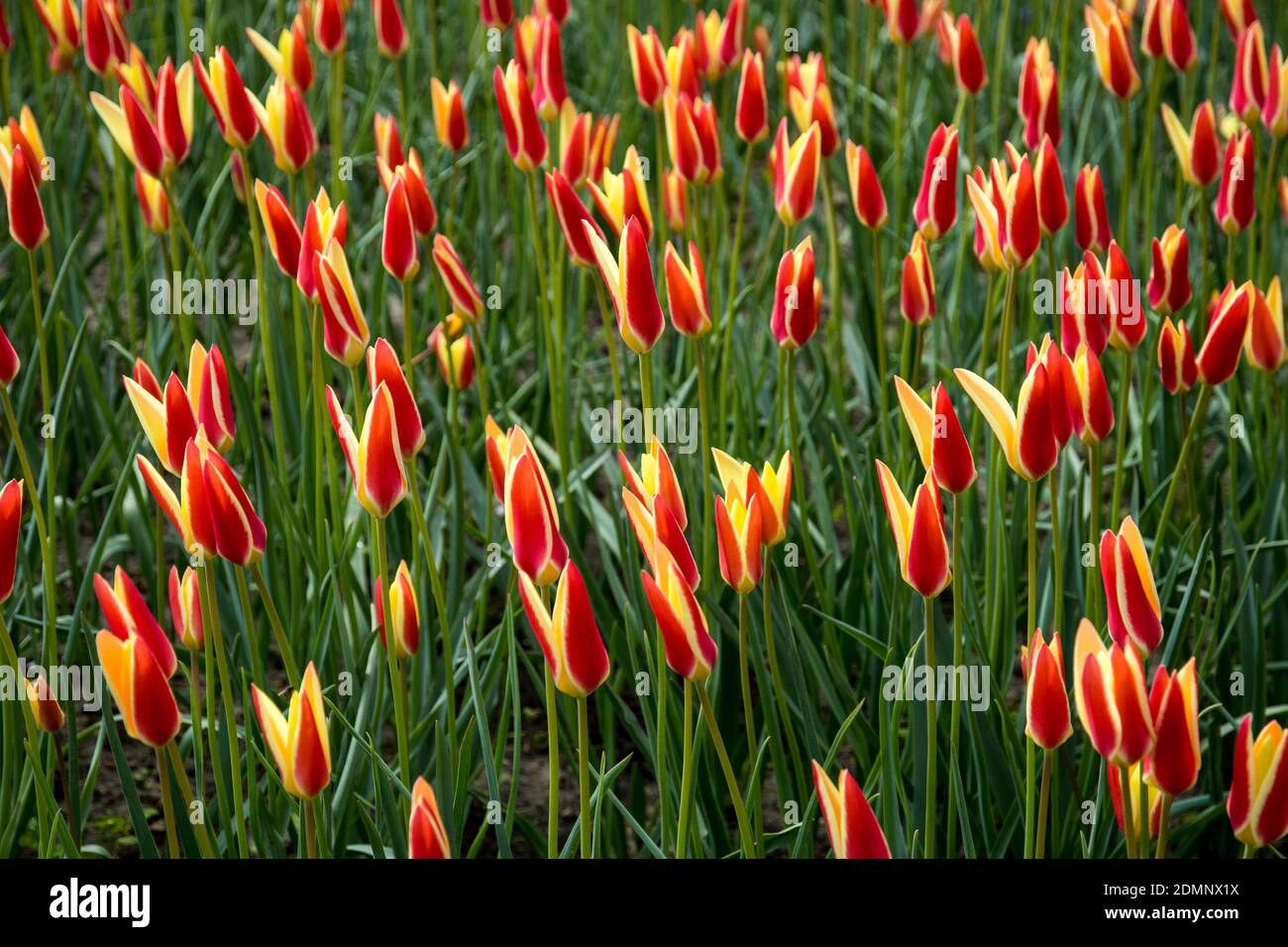 Field with bicolored tulips Stock Photo - Alamy