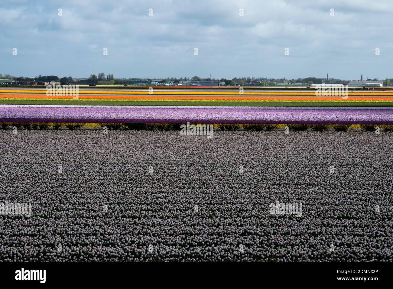 Flower bulb fields hi-res stock photography and images - Alamy