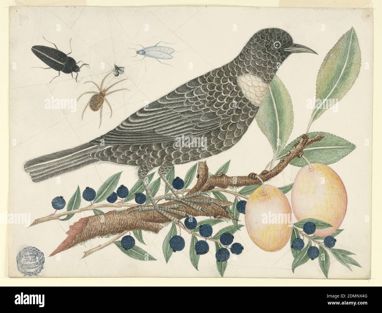 Pen and ink bird drawing hi-res stock photography and images - Alamy