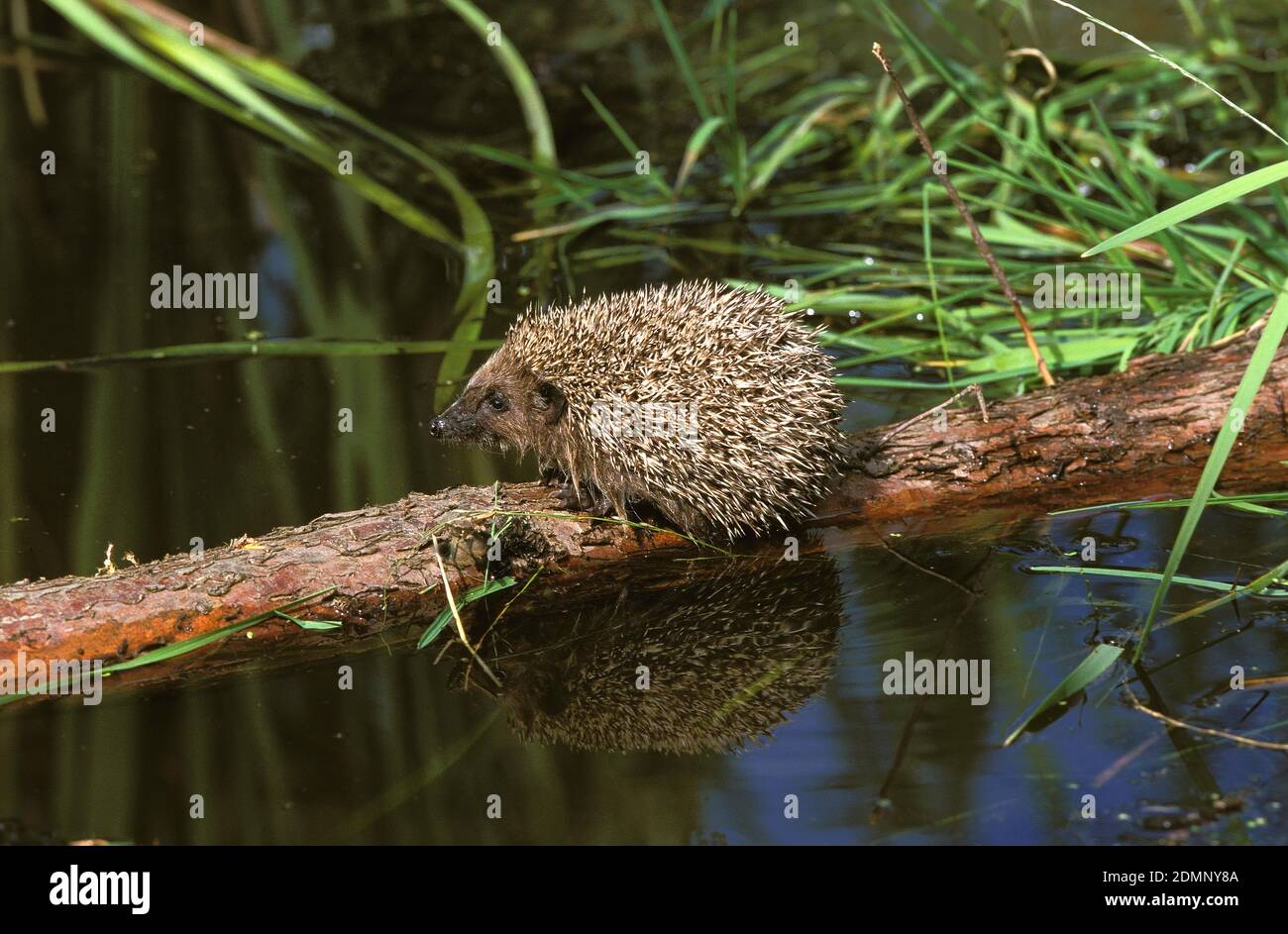 European Hedgehog, erinaceus europaeus, Normandy Stock Photo - Alamy