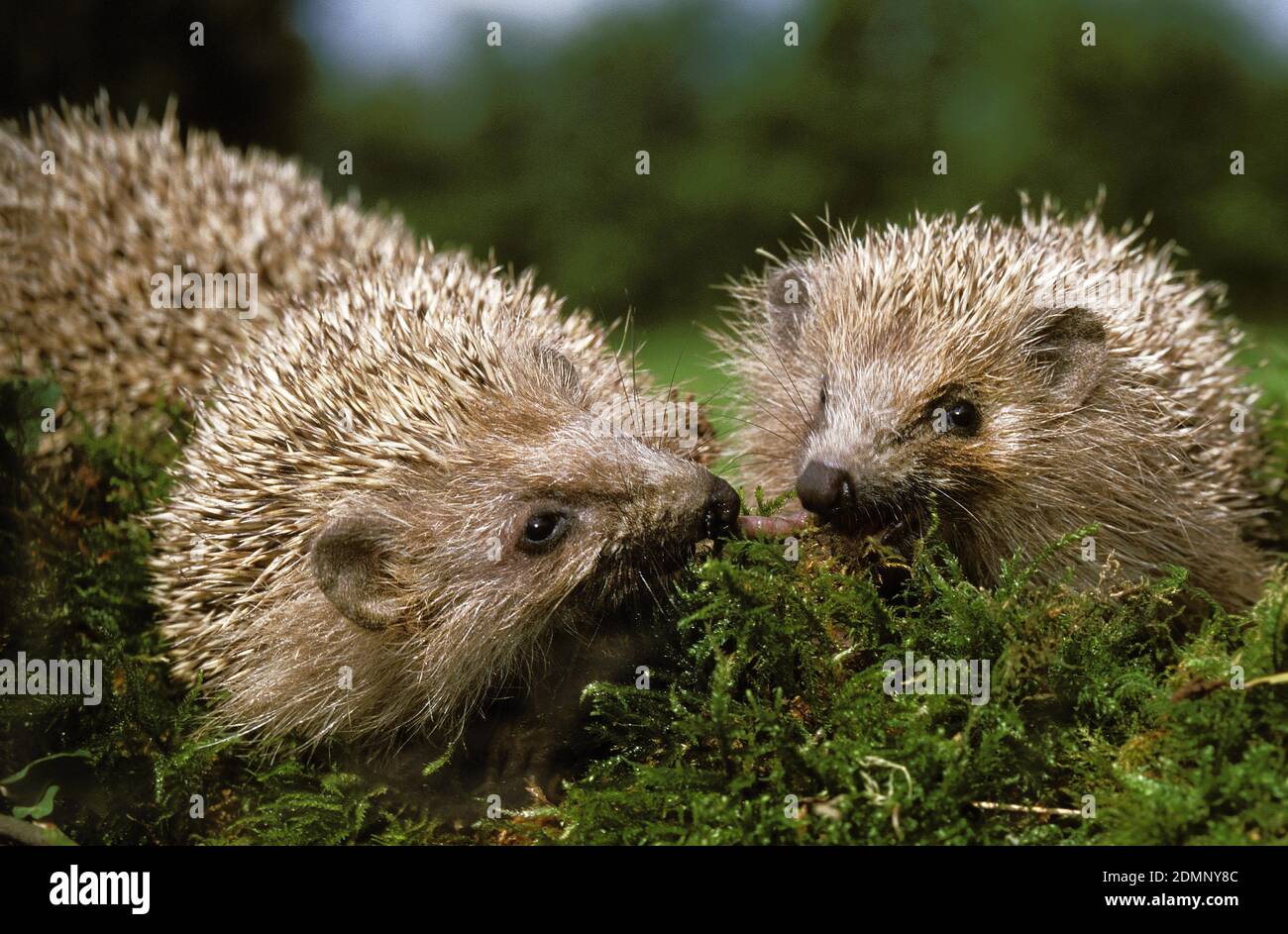 European Hedgehog, erinaceus europaeus, Normandy Stock Photo - Alamy