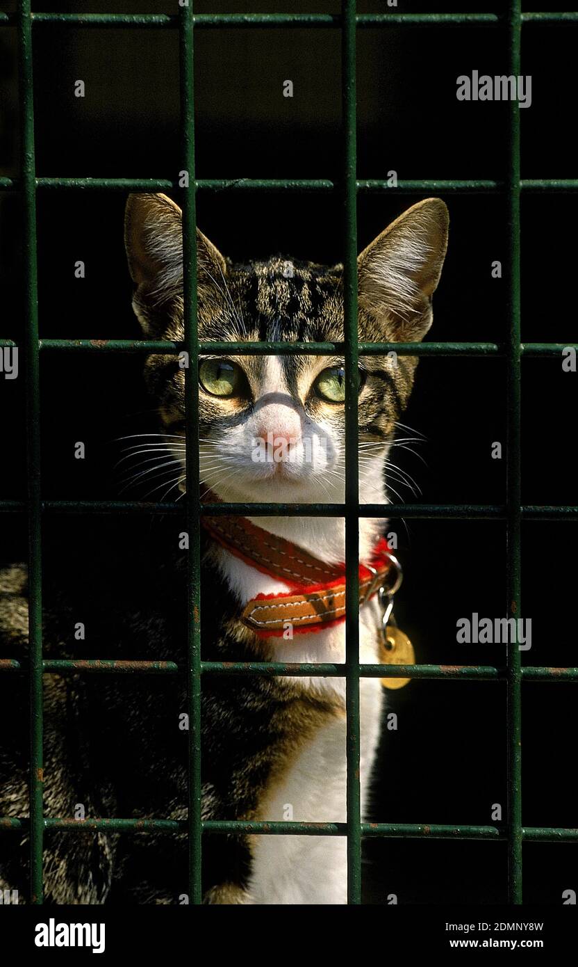 Domestic Cat with Collar behing Fence Stock Photo - Alamy