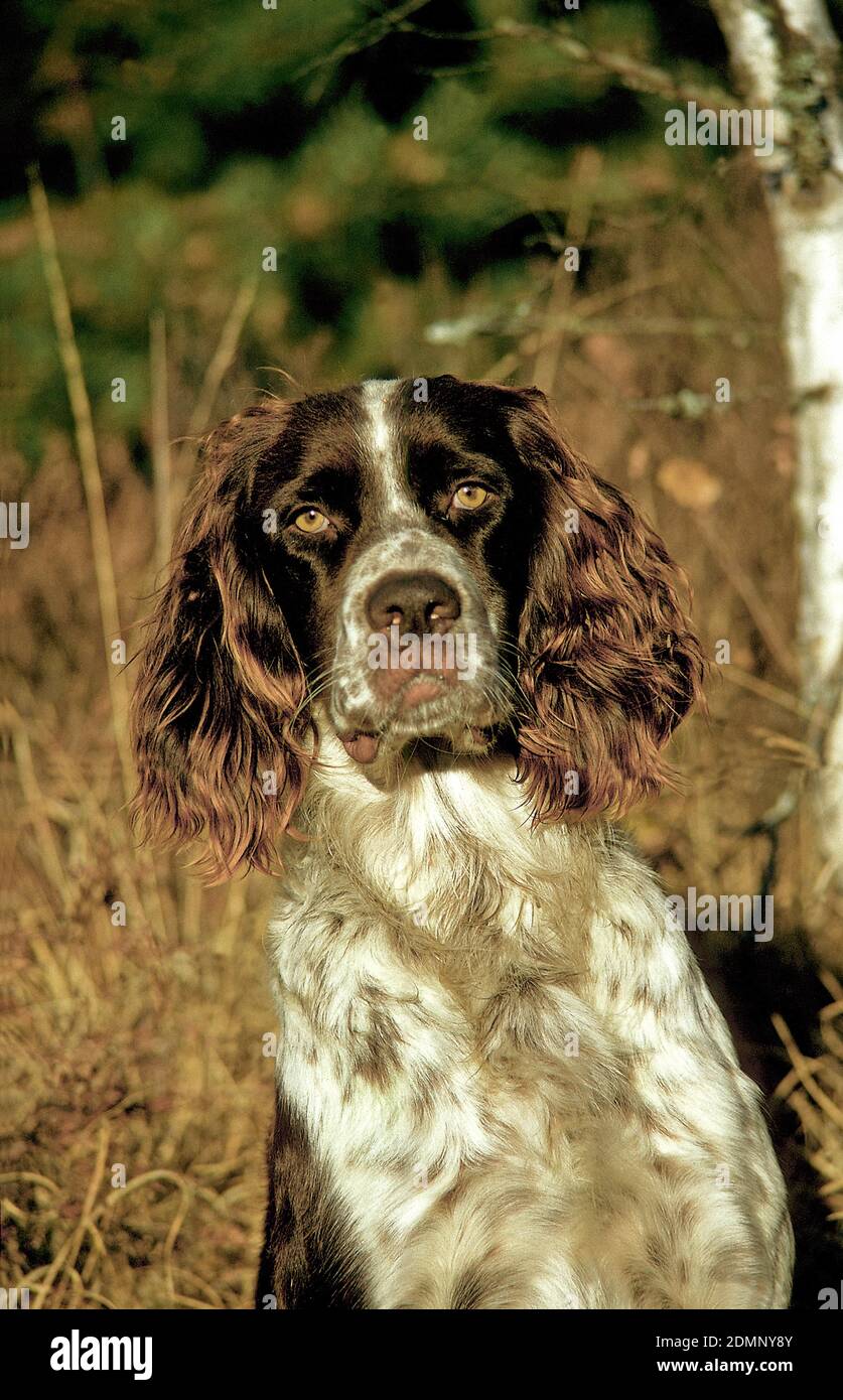 Portrait of French Spaniel Dog Stock Photo - Alamy