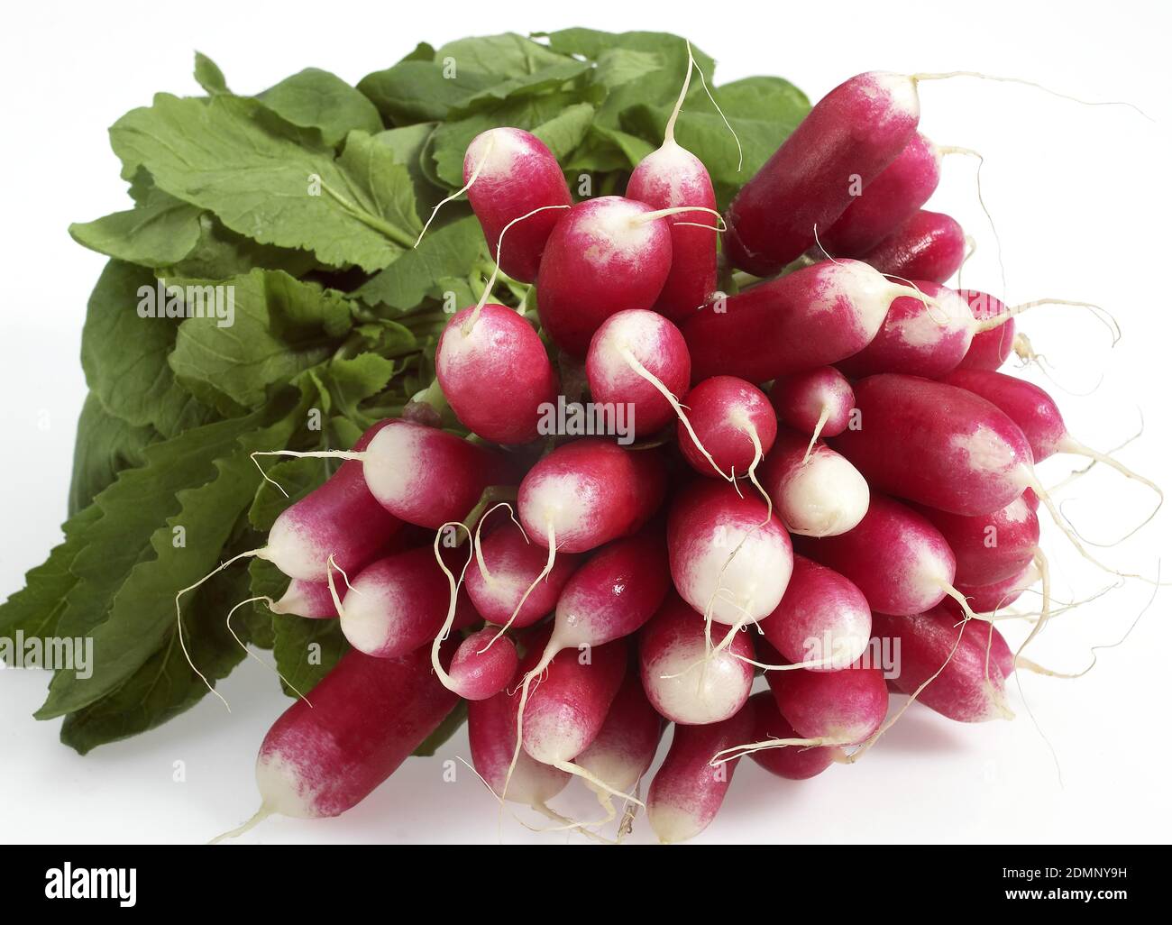 Pink Radish, raphanus sativus against White Background Stock Photo - Alamy