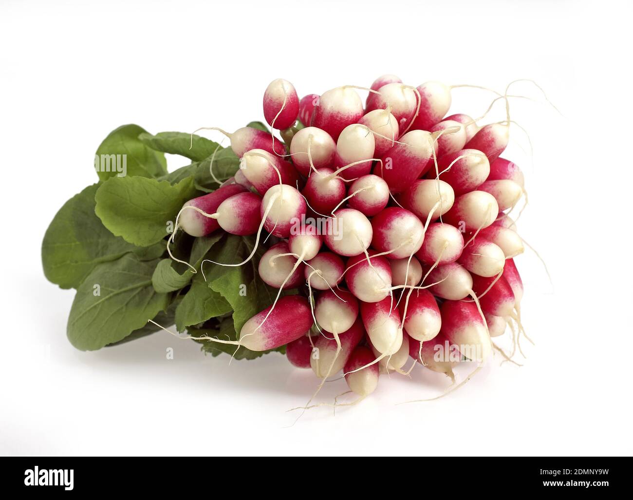 Pink Radish, raphanus sativus against White Background Stock Photo - Alamy