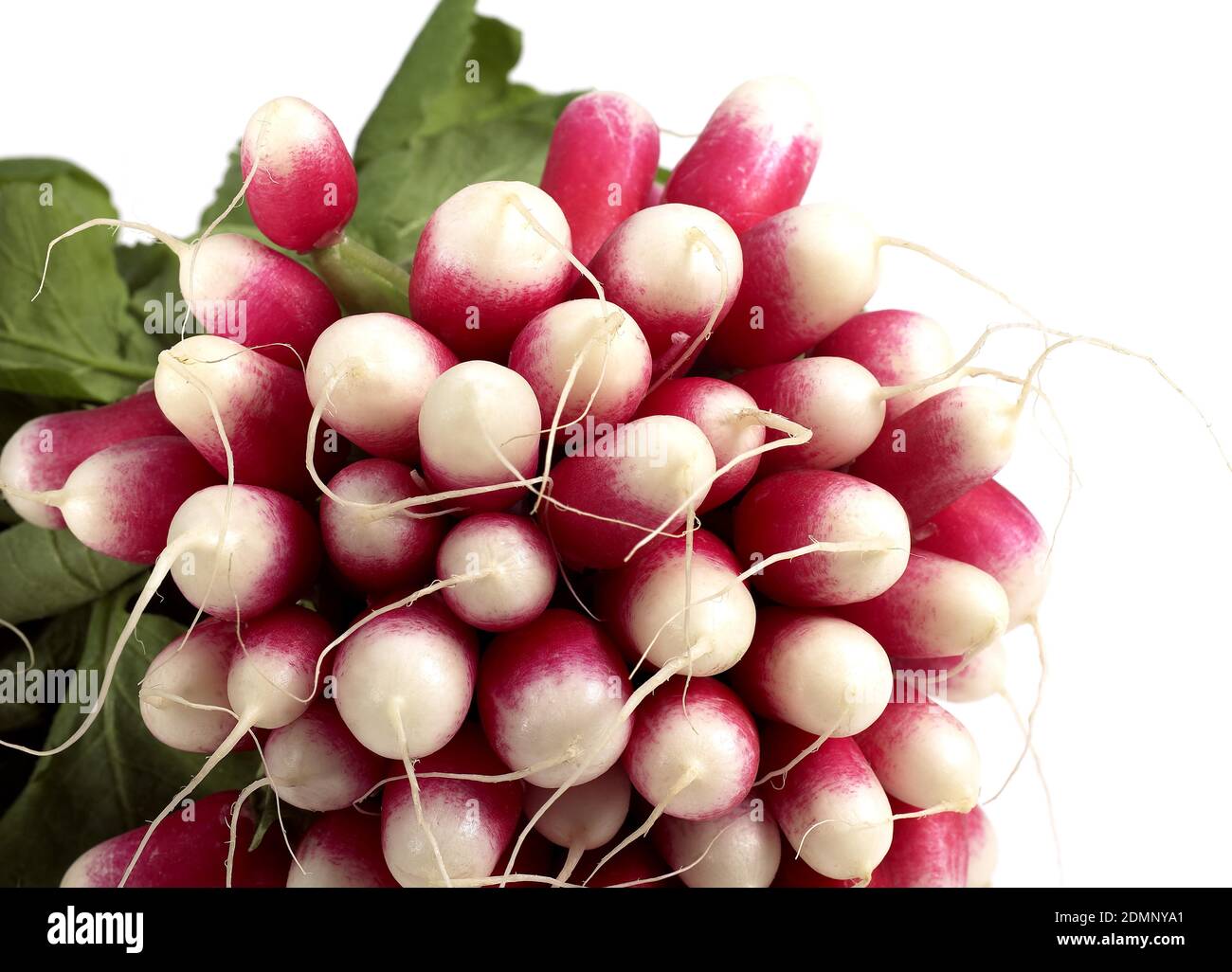 Pink Radish, raphanus sativus against White Background Stock Photo - Alamy