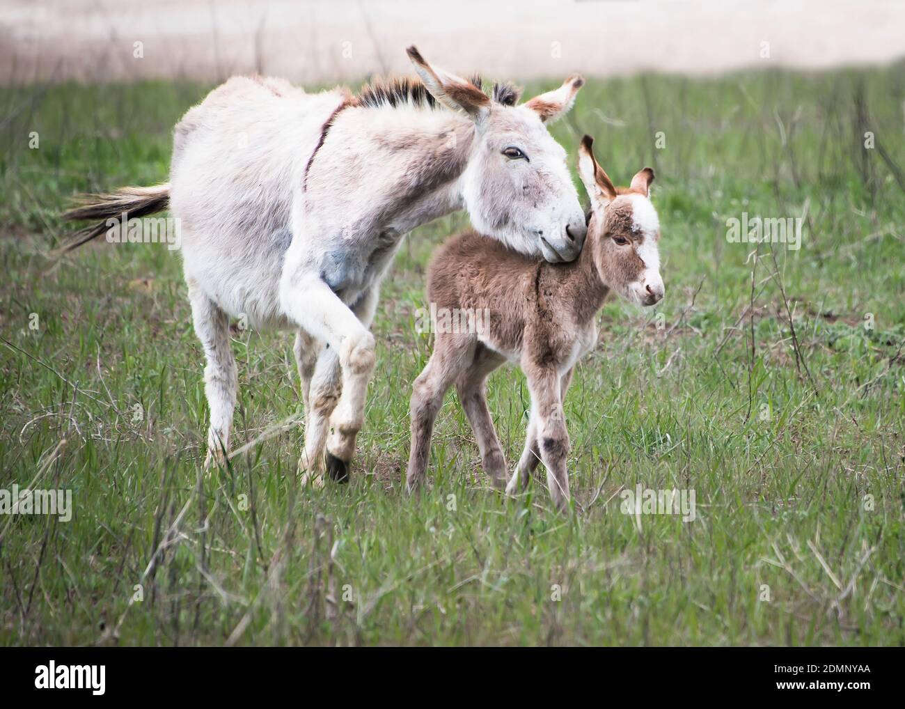 Donkey mom playing with her baby Stock Photo - Alamy