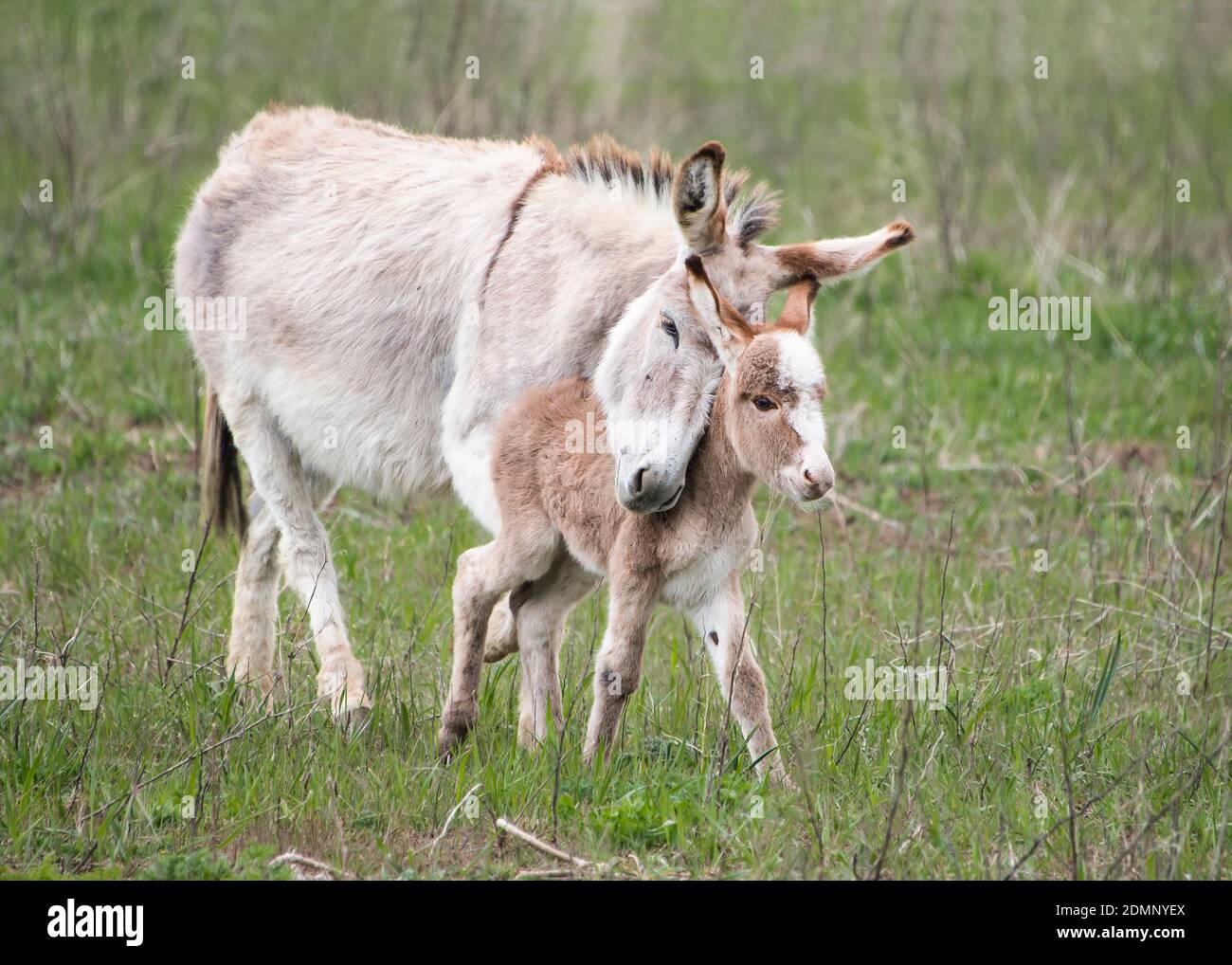 Donkey mom playing with her baby Stock Photo - Alamy