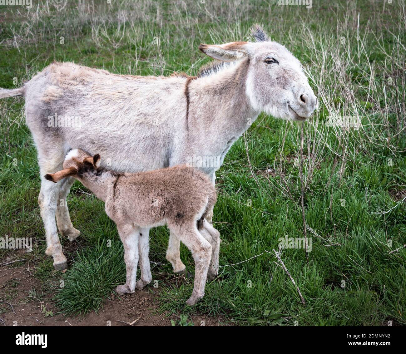 Donkey mom feeds her baby and smiles Stock Photo - Alamy