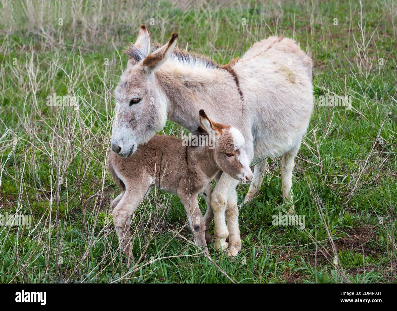 Donkey mom caring of her baby Stock Photo - Alamy
