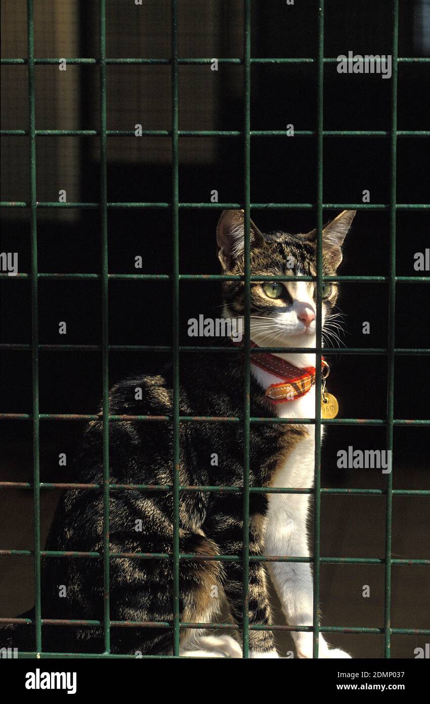 Domestic Cat behing Fence Stock Photo - Alamy