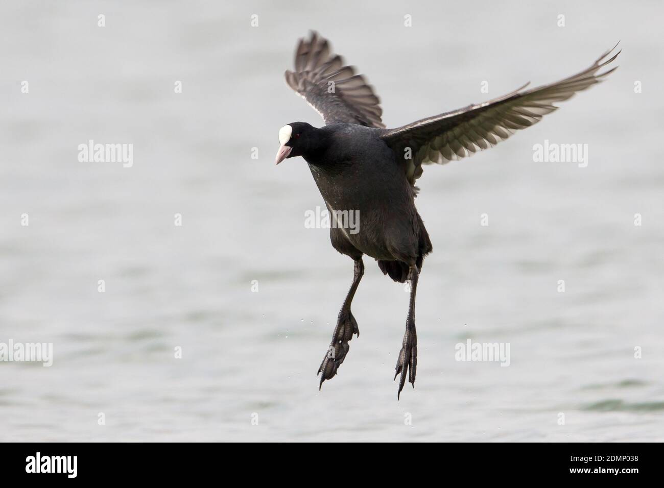 Meerkoet, Eurasian Coot Stock Photo - Alamy