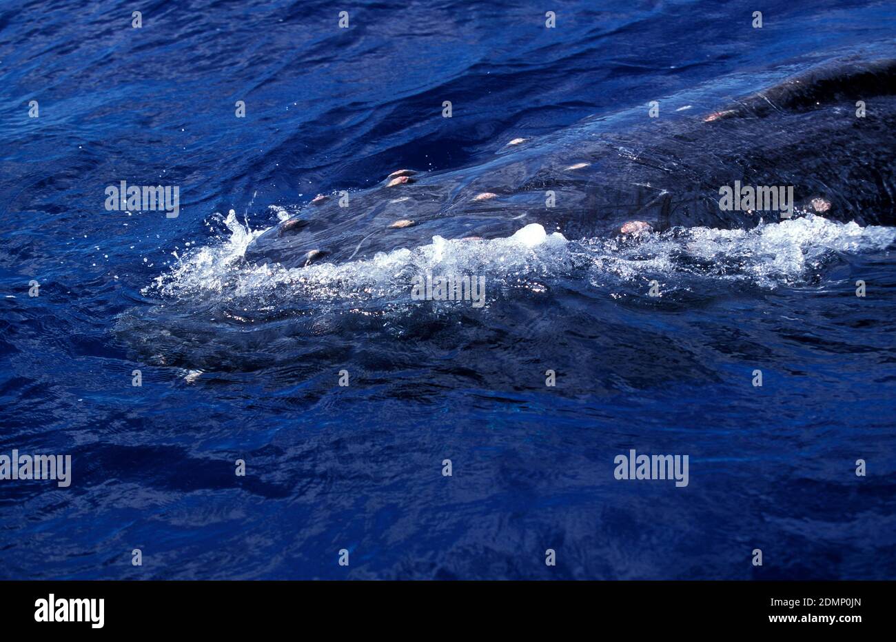 Humpack Whale, megaptera novaeangliae, Top of the Head, Alaska Stock ...