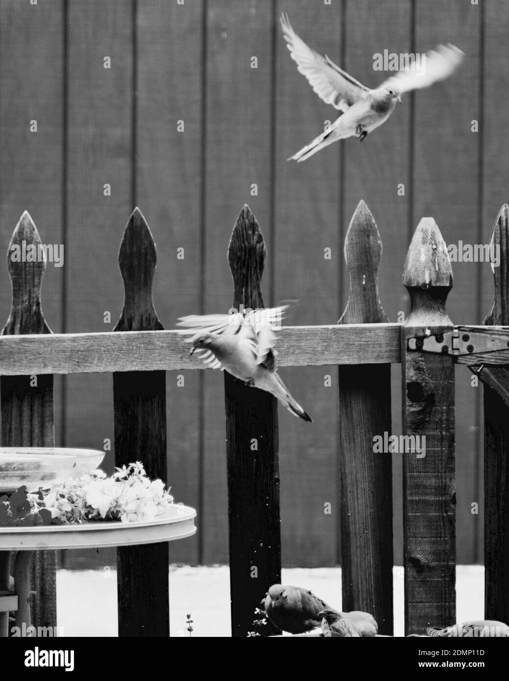 Doves in flight hi-res stock photography and images - Alamy