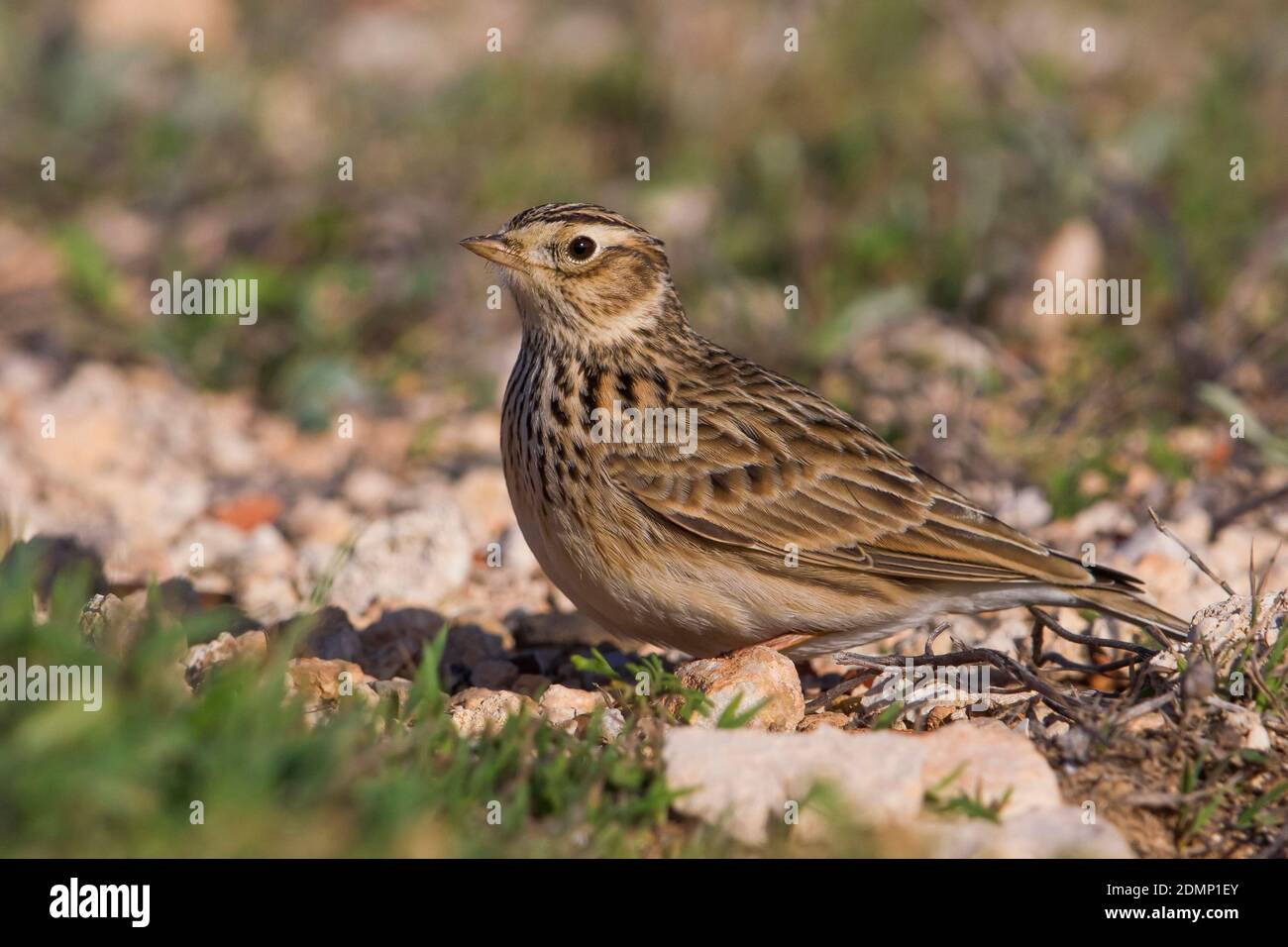 Veldleeuwerik; Eurasian Skylark Stock Photo - Alamy