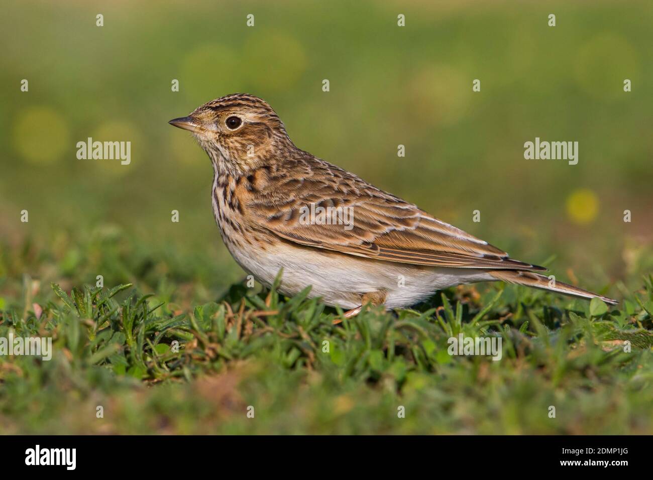 Veldleeuwerik; Eurasian Skylark Stock Photo - Alamy