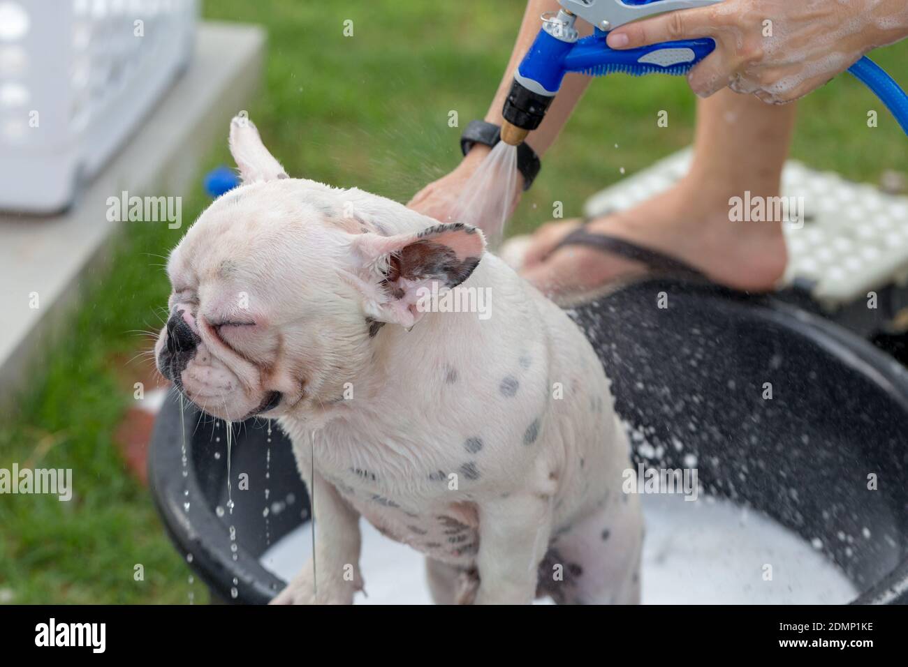 Dog bathing with owner hi-res stock photography and images - Alamy