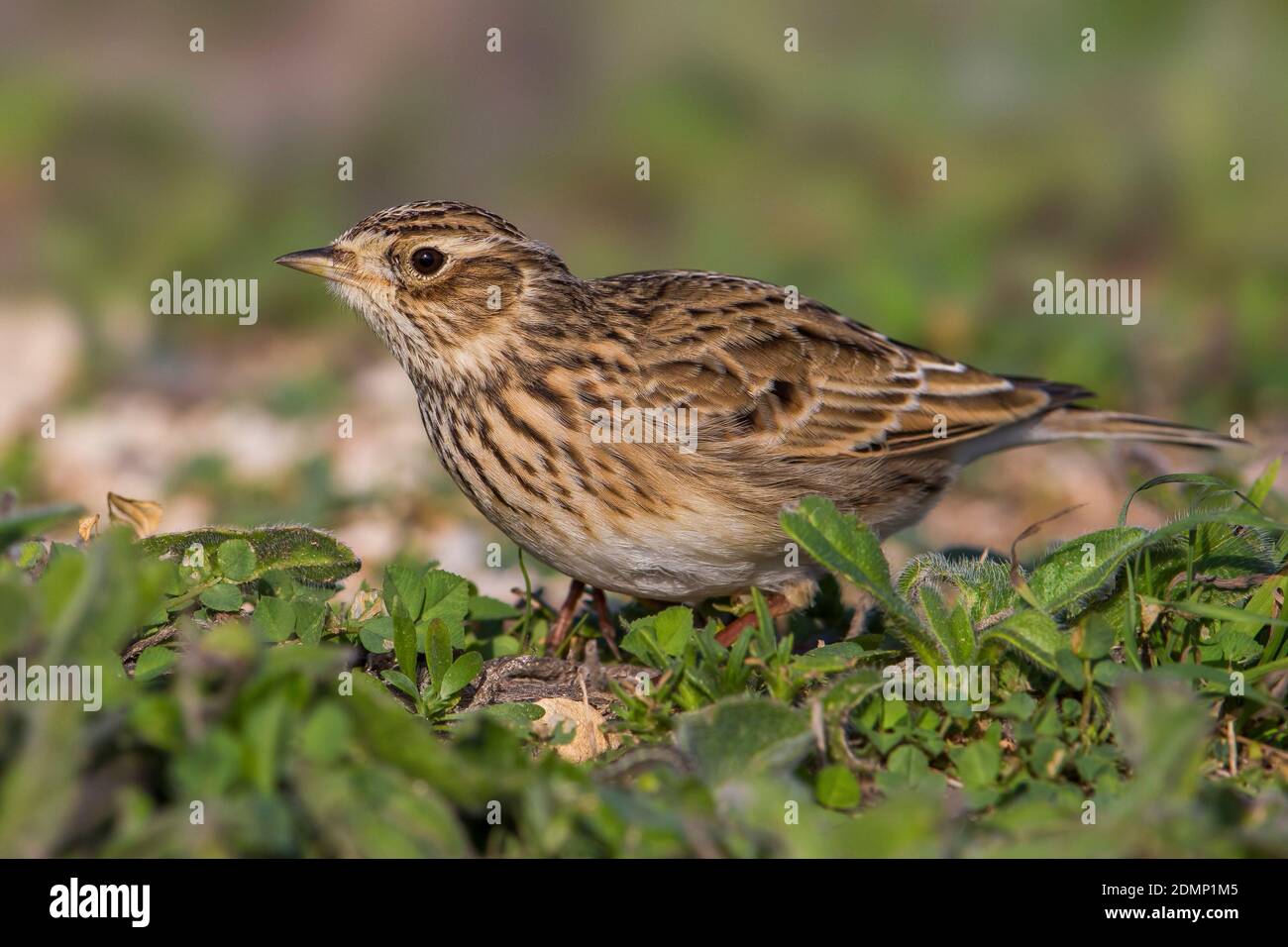 Veldleeuwerik; Eurasian Skylark Stock Photo - Alamy