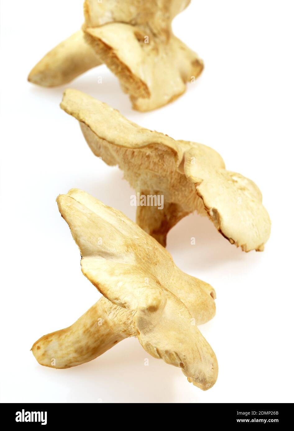 Wood Hedgehog Mushroom, hydnum repandum against White Background Stock ...
