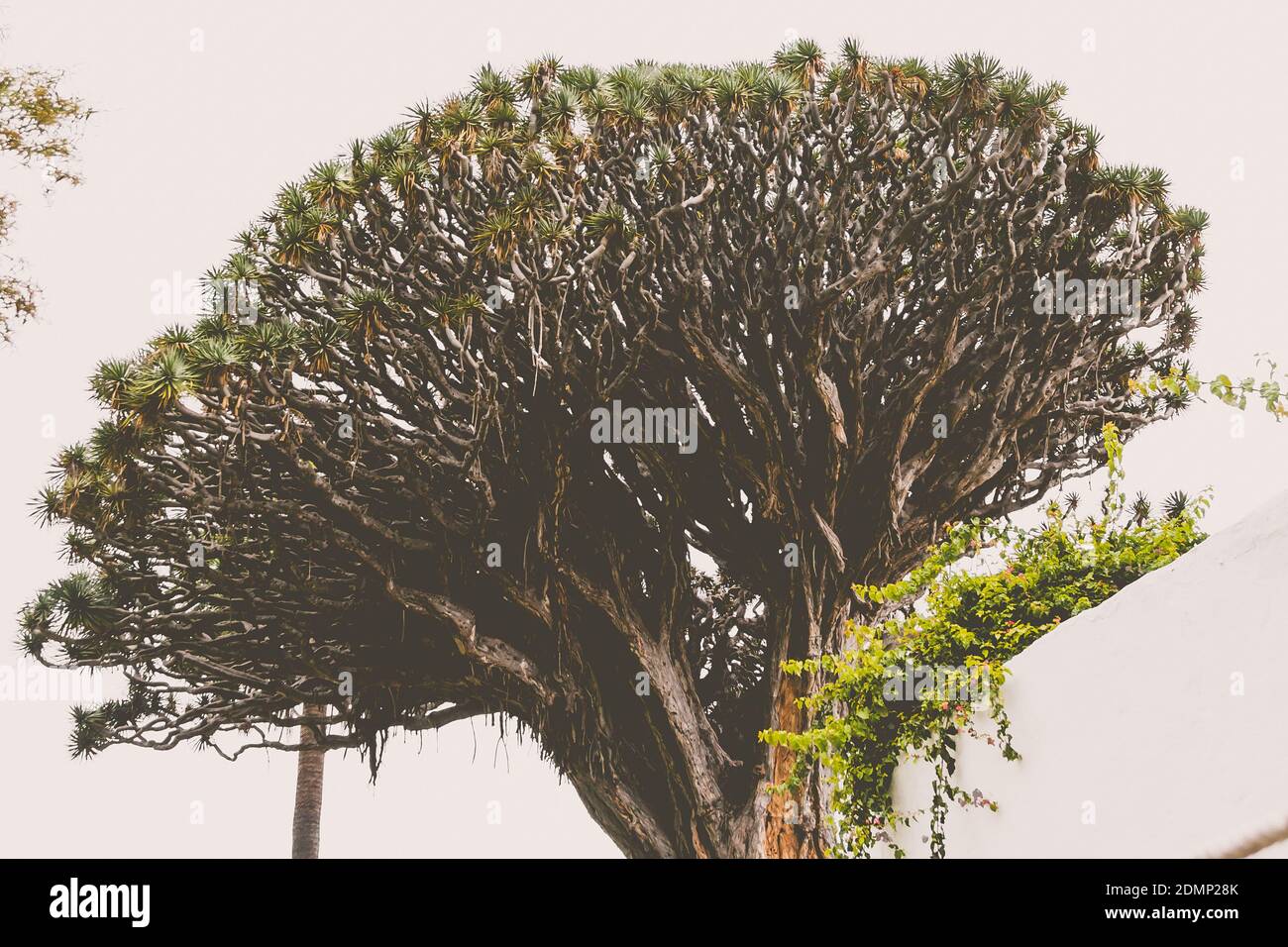 Millenary dragon tree hi-res stock photography and images - Alamy