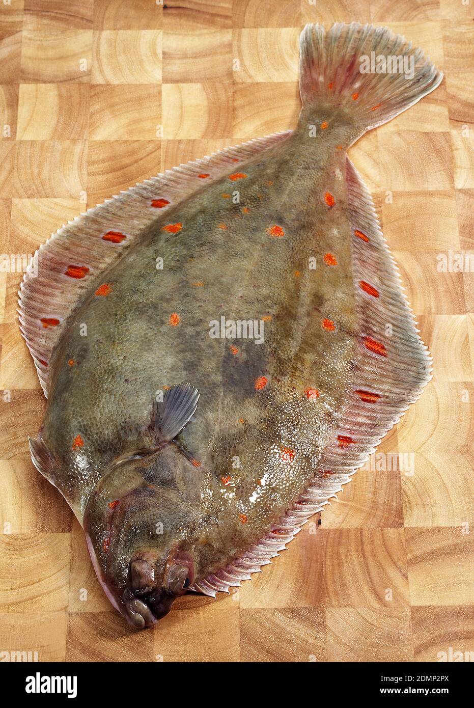 Fresh Plaice, pleuronectes platessa Stock Photo - Alamy