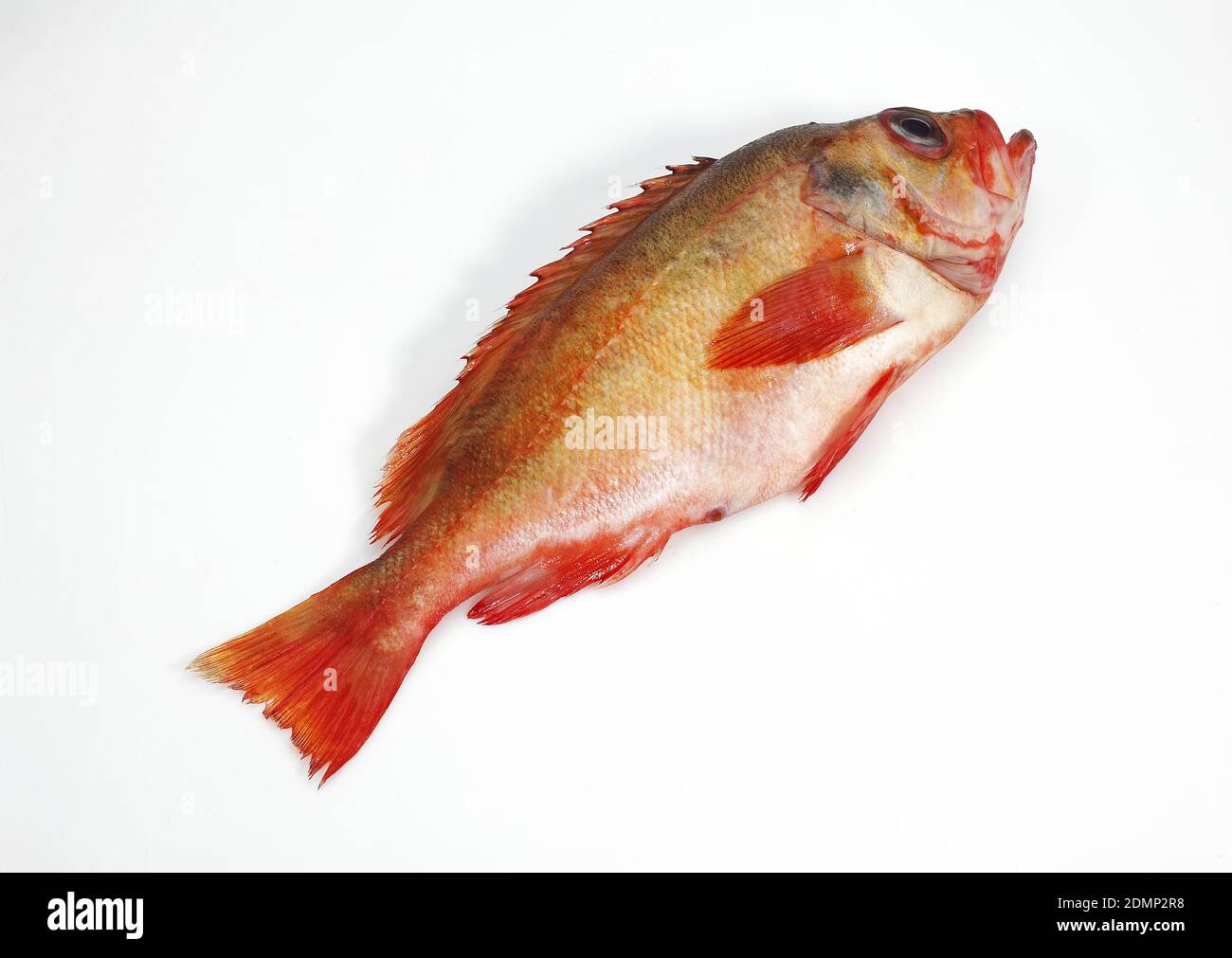 Fresh Grouper on Ice Stock Photo - Alamy