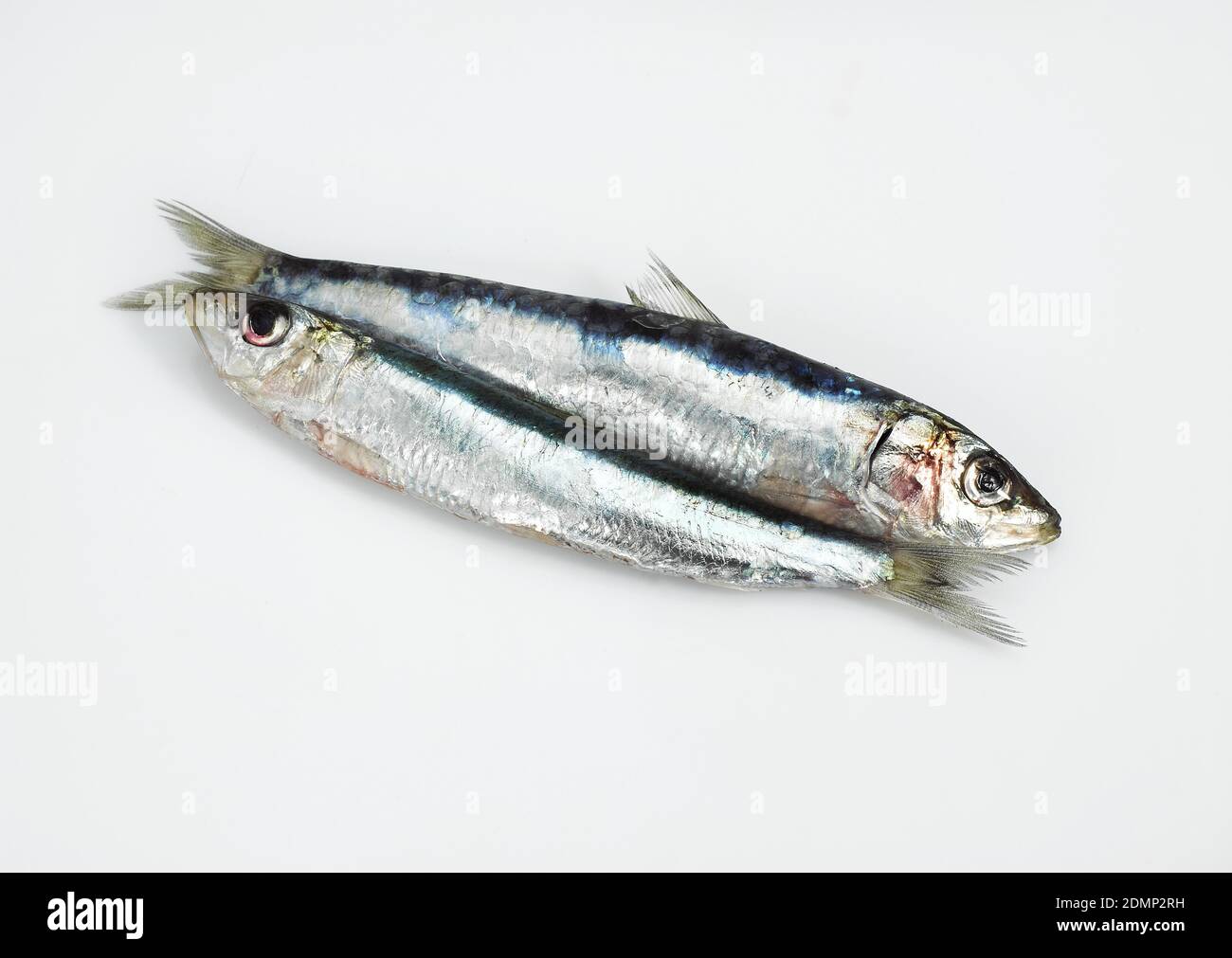 Fresh Sardines, sardina sp. against white Background Stock Photo - Alamy