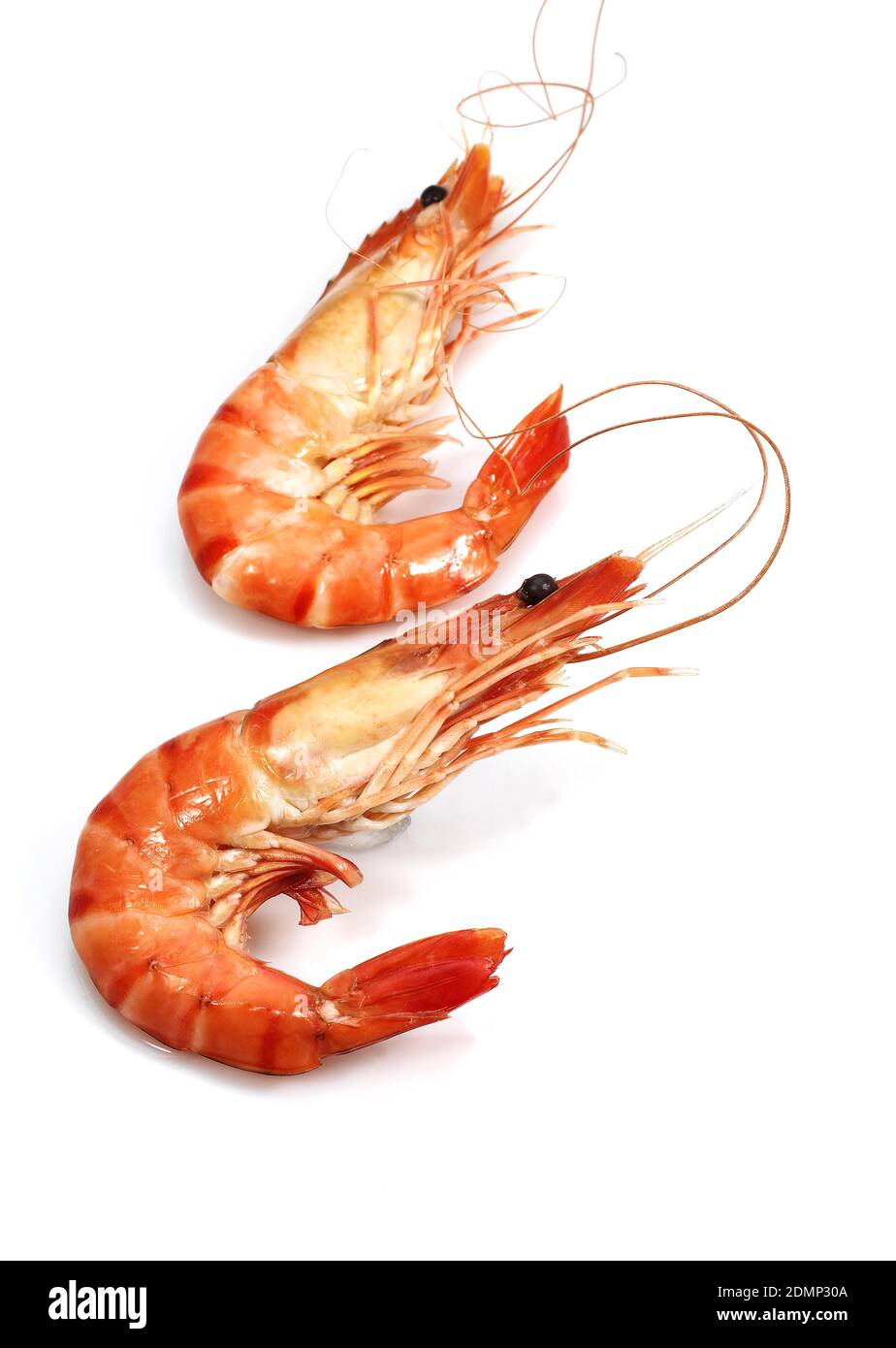 Common prawns palaemon serratus hi-res stock photography and images - Alamy