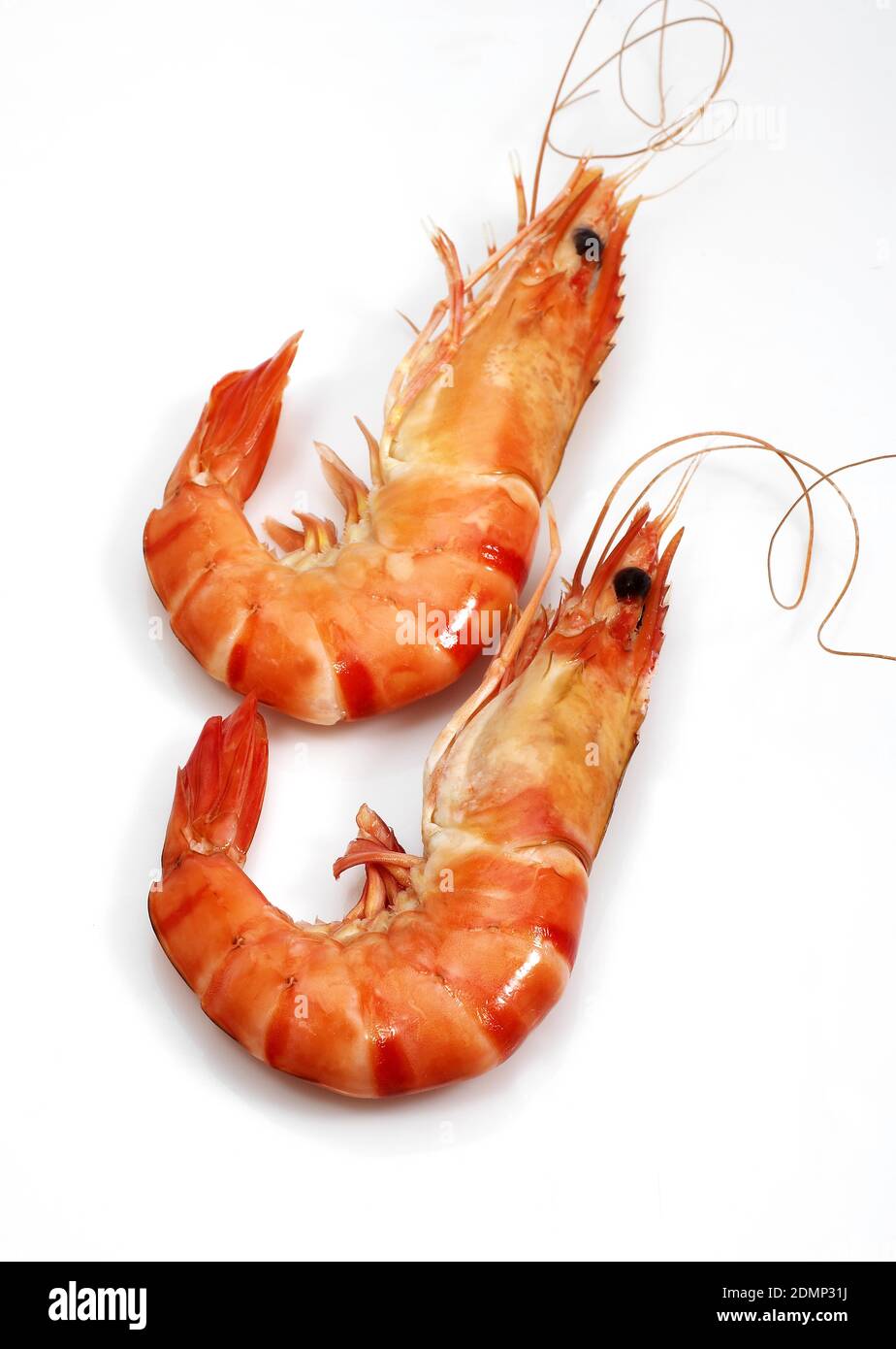 Fresh Prawns, palaemon serratus against White Background Stock Photo ...