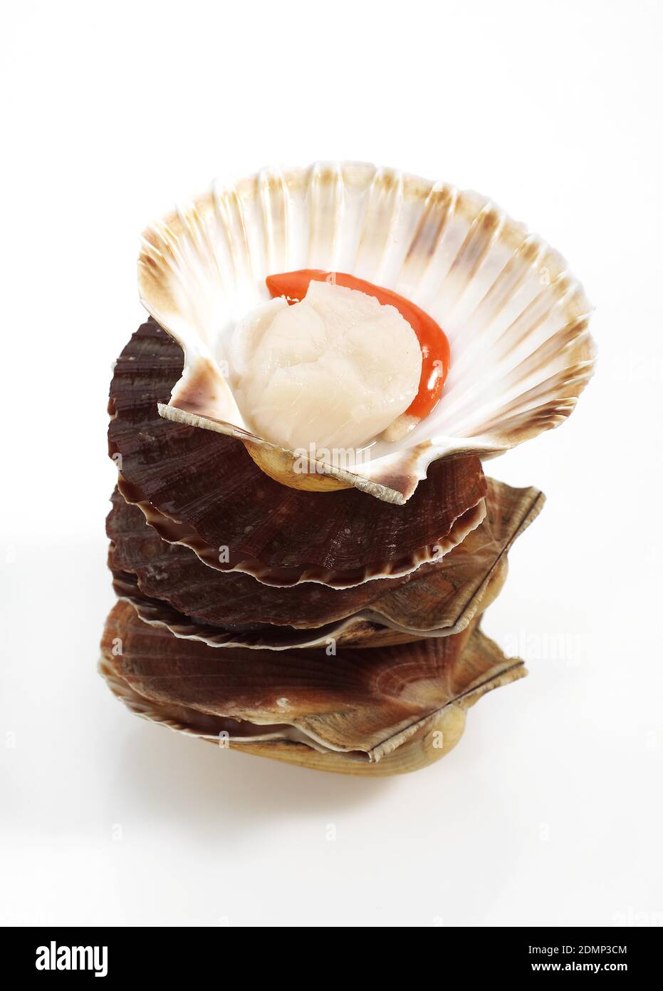 Fresh Scallops, pecten maximus against White Background Stock Photo - Alamy