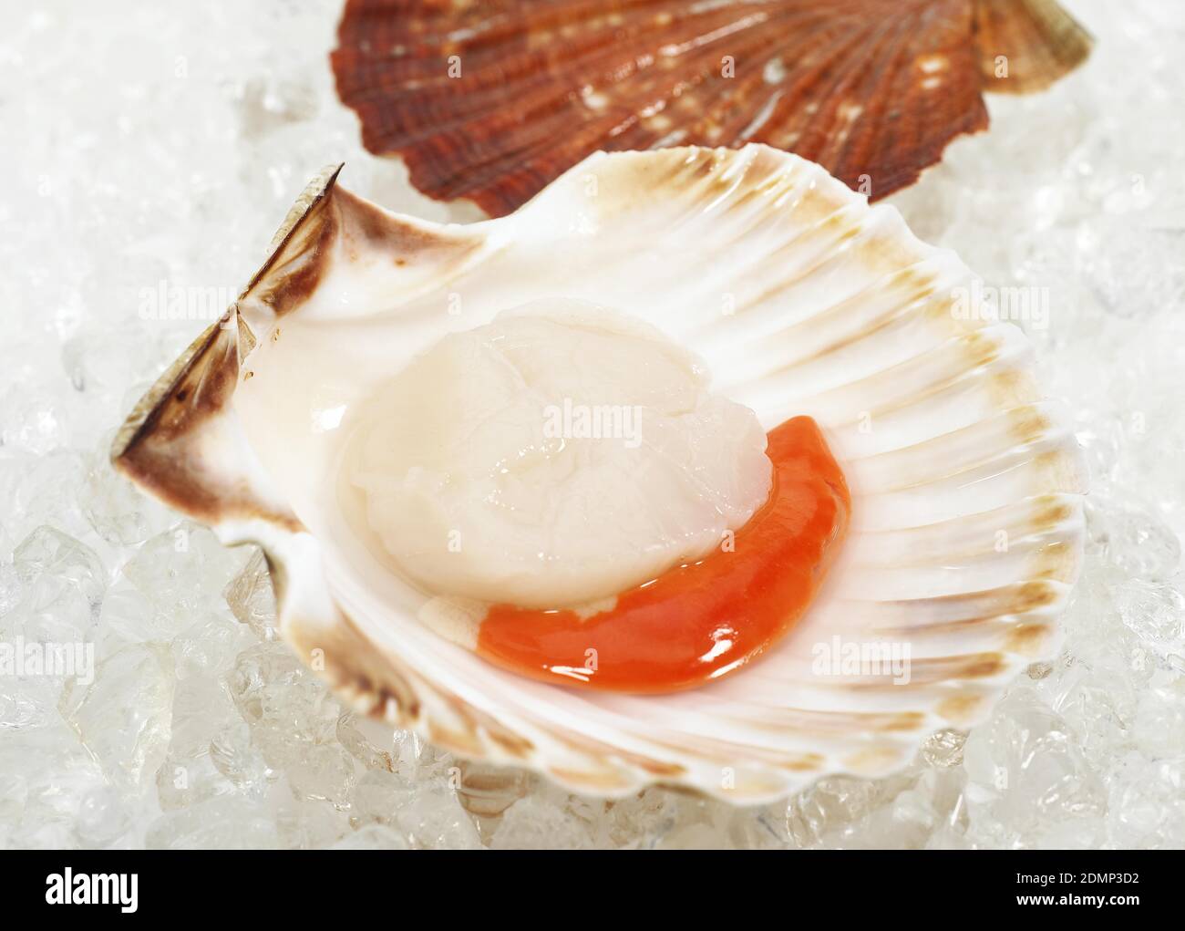 Fresh Scallops, pecten maximus on Ice Stock Photo - Alamy