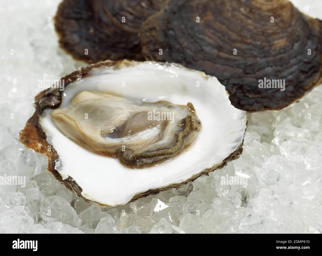 French Belon Oyster, ostrea edulis on Ice Stock Photo - Alamy