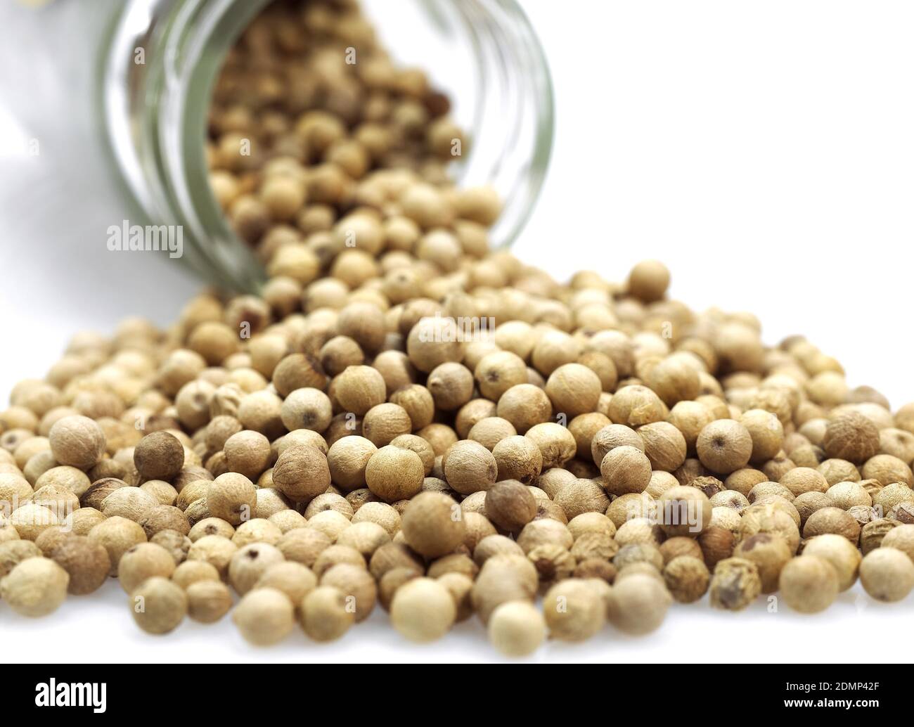 White Peppercorn, peper nigrum Stock Photo - Alamy