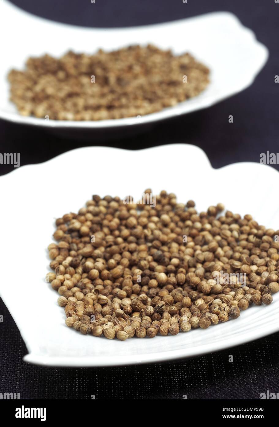 Coriander Seeds, coriandrum sativum Stock Photo - Alamy