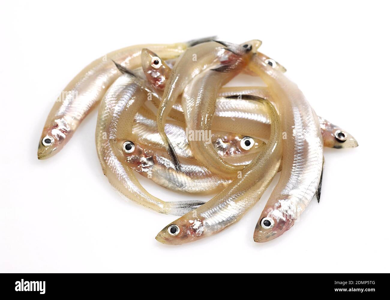 Fresh Smelts, osmerus eperlanus against White Background Stock Photo ...
