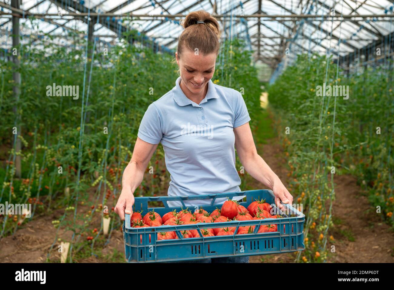 volunteers collecting tomatoes in a greenhouse Stock Photo - Alamy